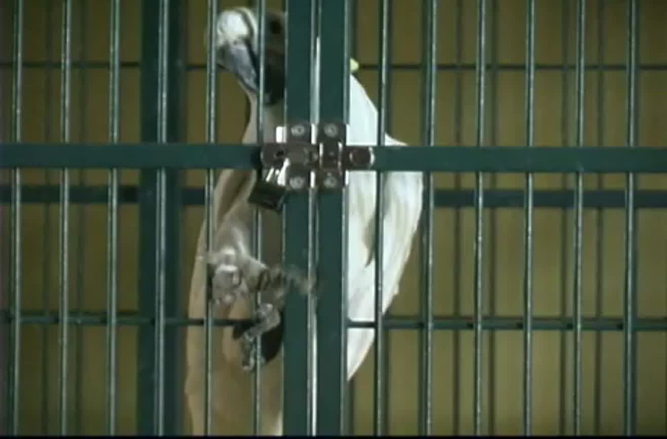 Cockatoo bird opens locked cage from the inside.