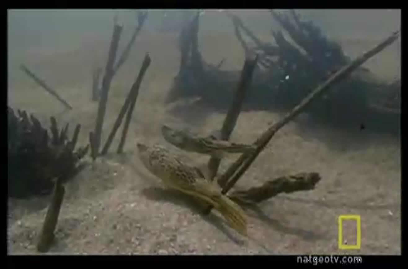 A puffer fish's ultimate defense system.