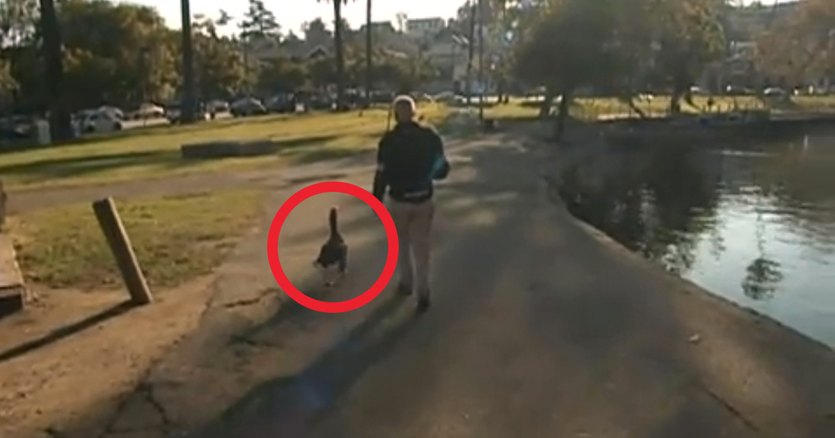 Story of a goose who befriends a retired man in the park.