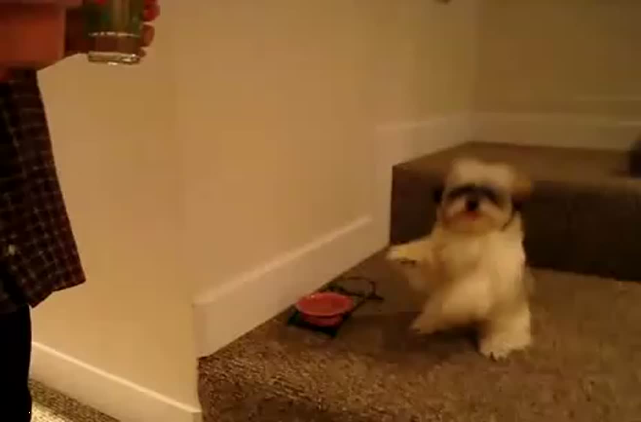 Dog prays before eating dinner.