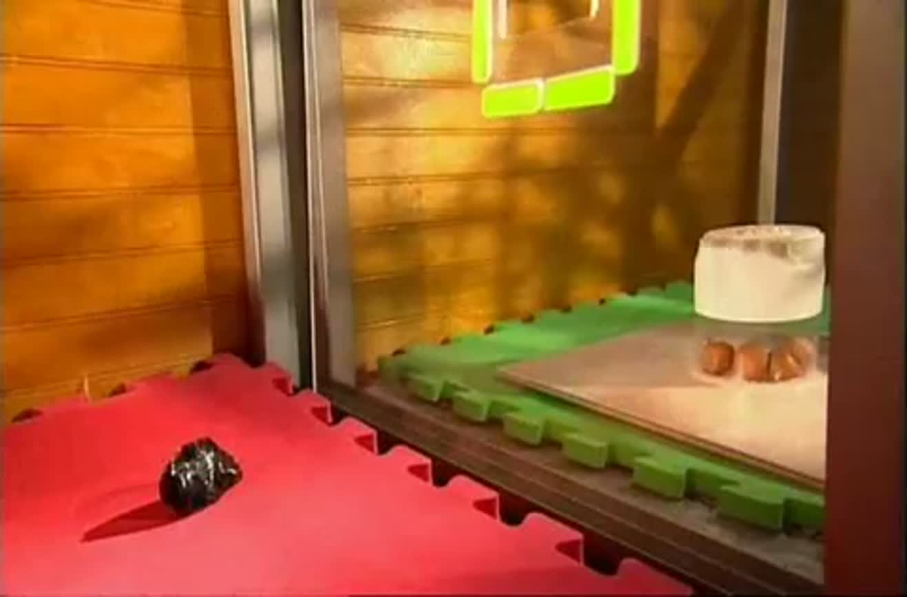 Monkeys problem solve together.