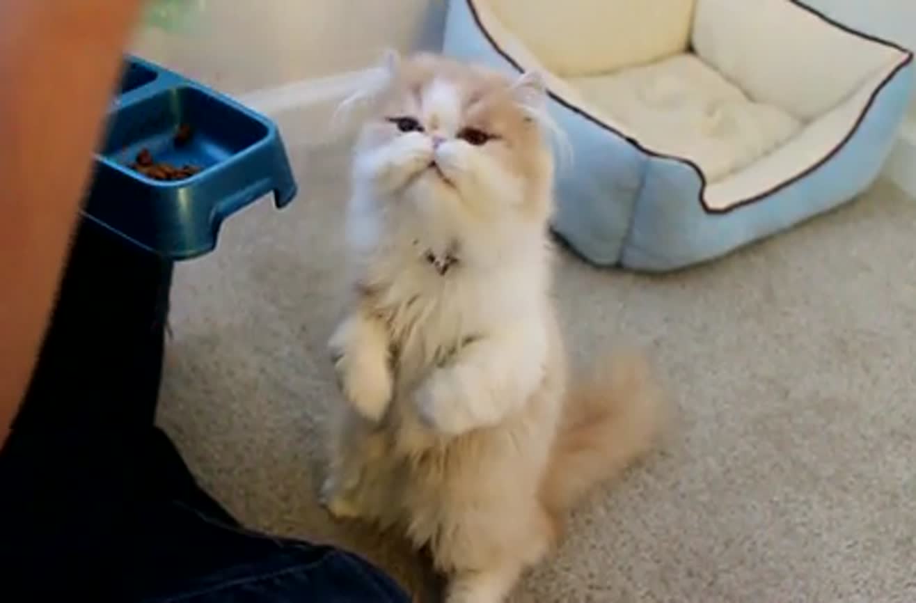 Kitten fed with chopsticks.