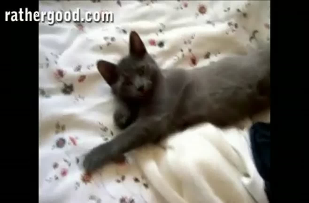 Autotuned kitties.