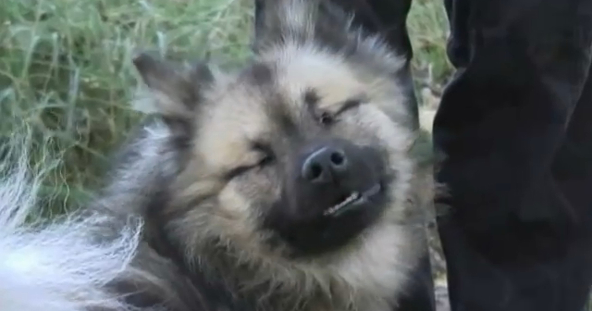 Dog born without eyes learns echolocation.