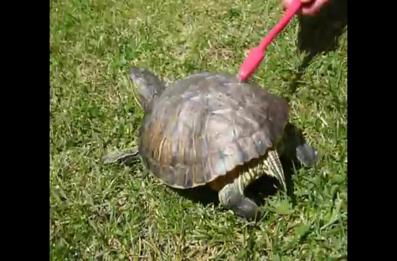 Turtle breaks it down.