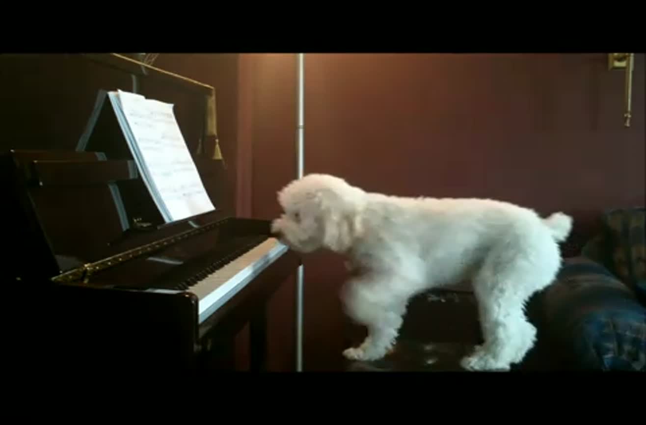 Dog plays the piano and sings along.