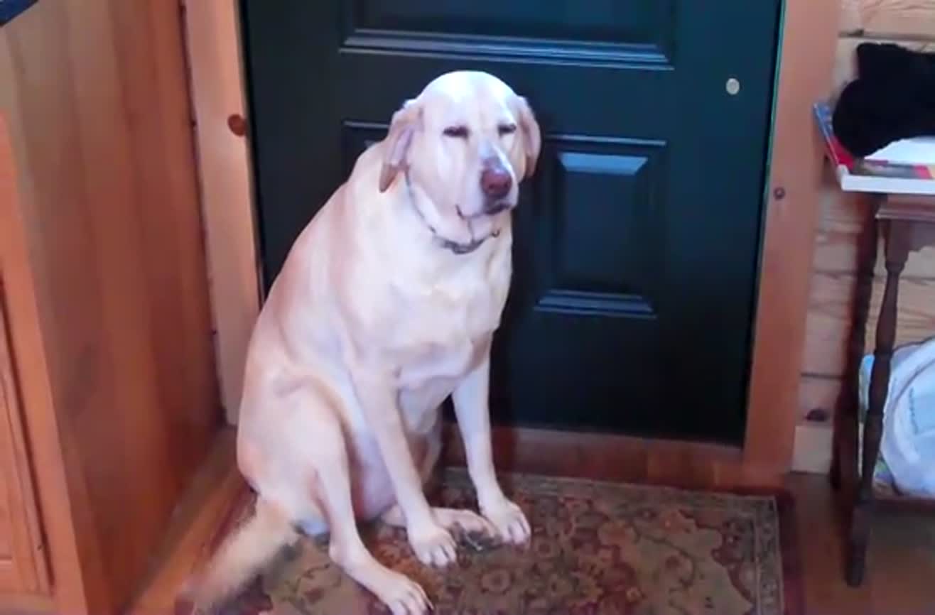 The guiltiest dog in existence.