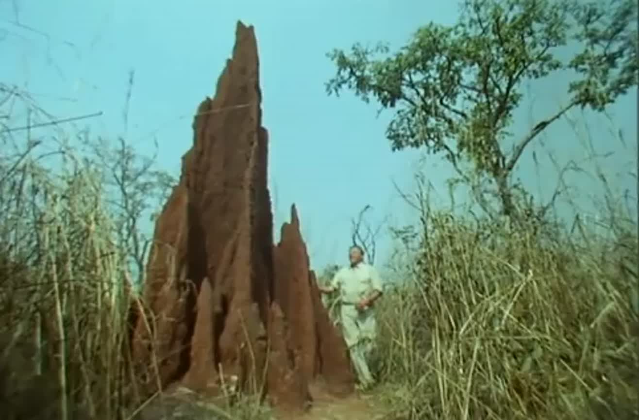Termite colonies are complex and astounding.