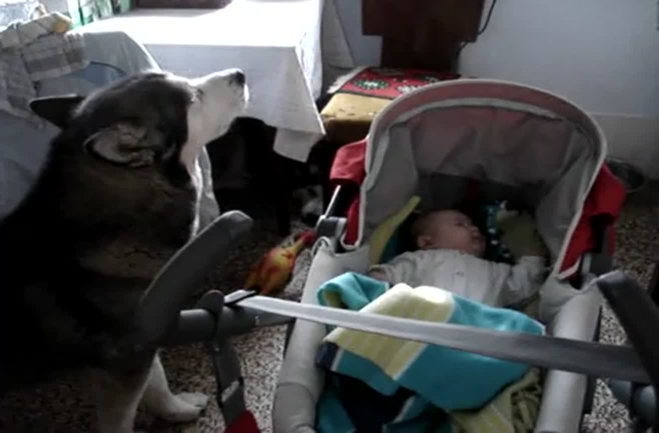 Dog calms baby down.