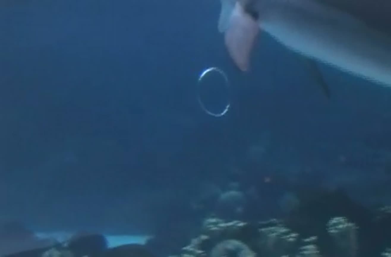 Interesting dolphin bubbles.