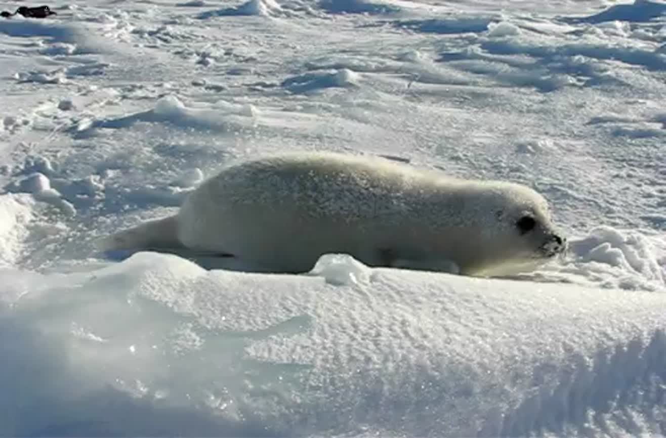 Little seal in the snow.