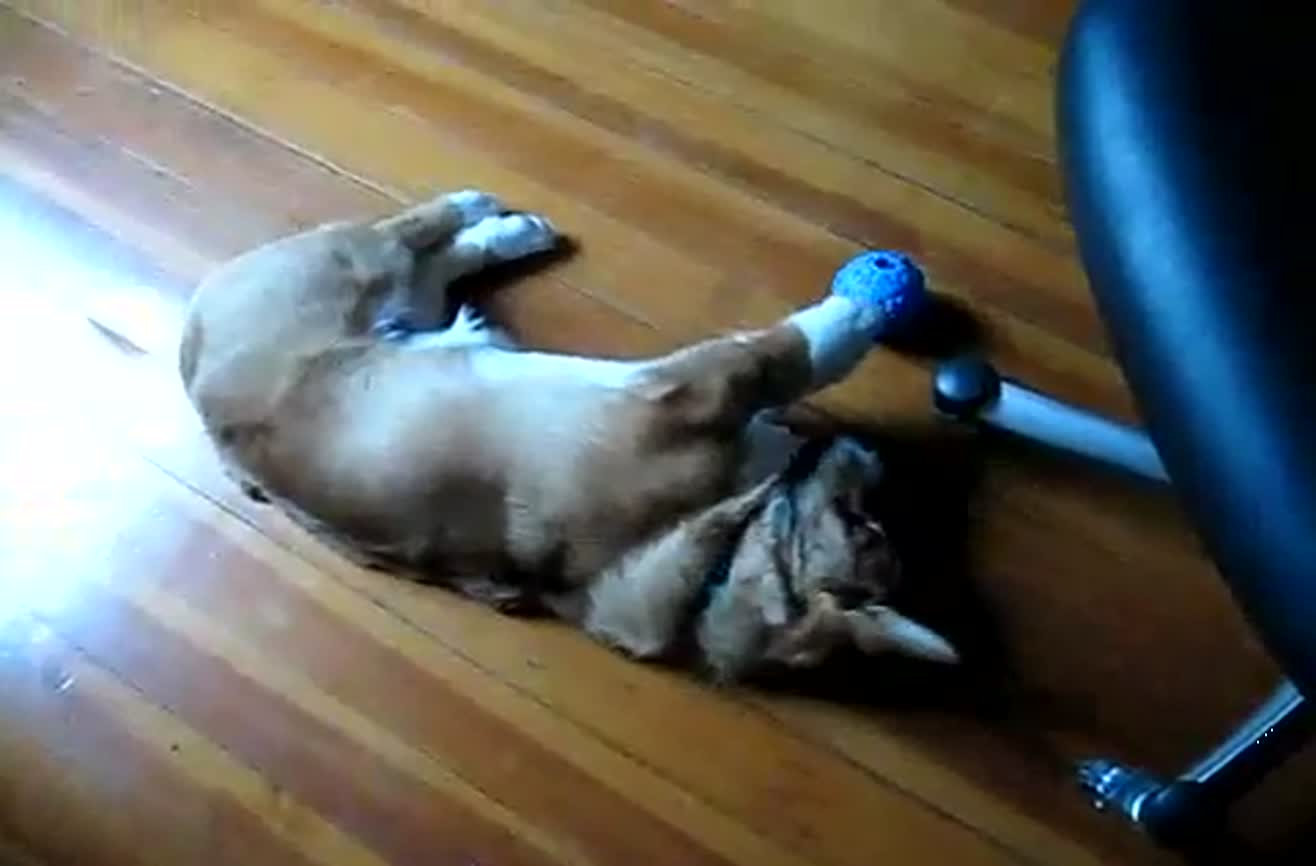 Corgi can't reach ball with its stumpy legs.