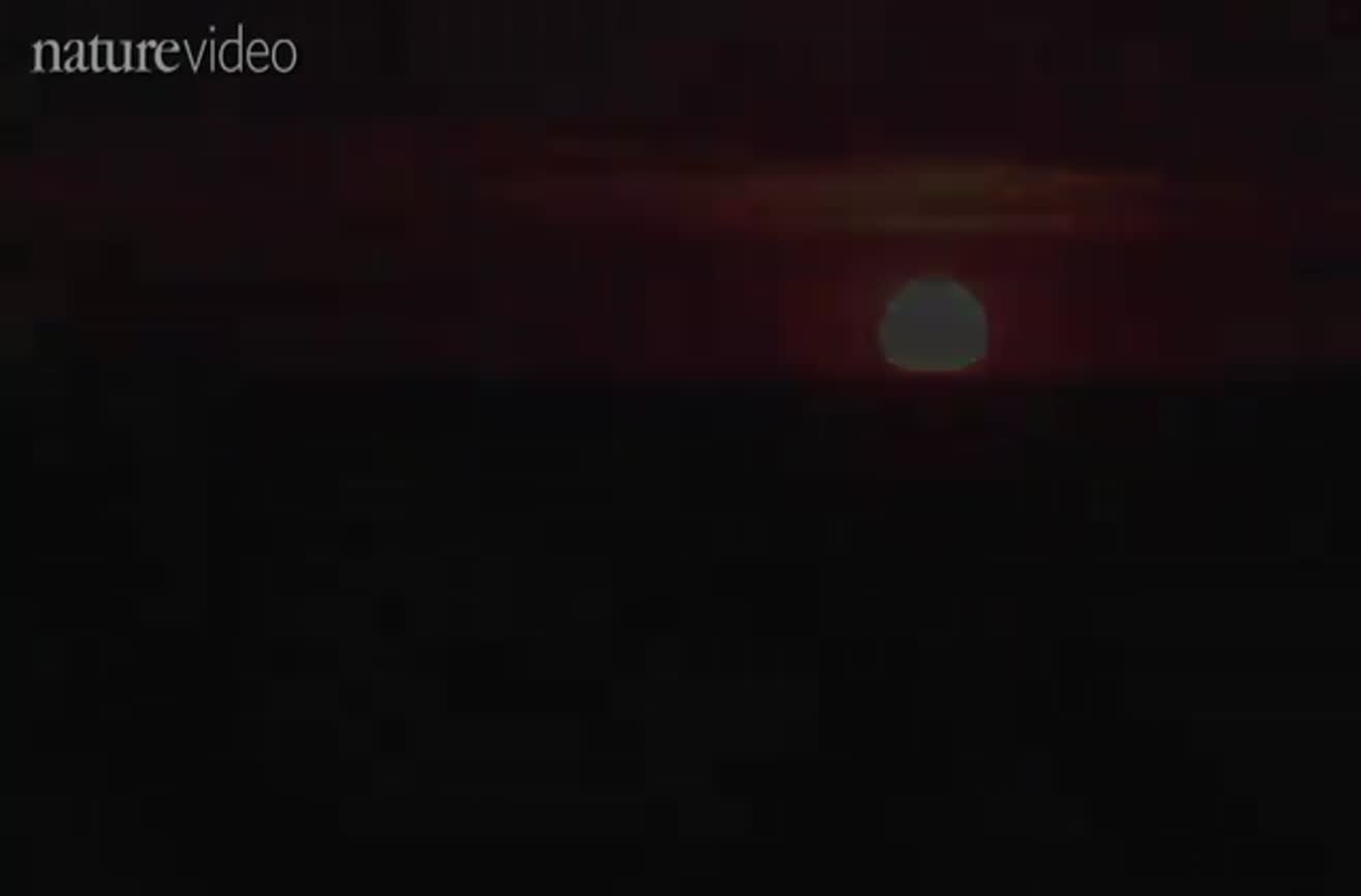 How bats use echolocation to find water.