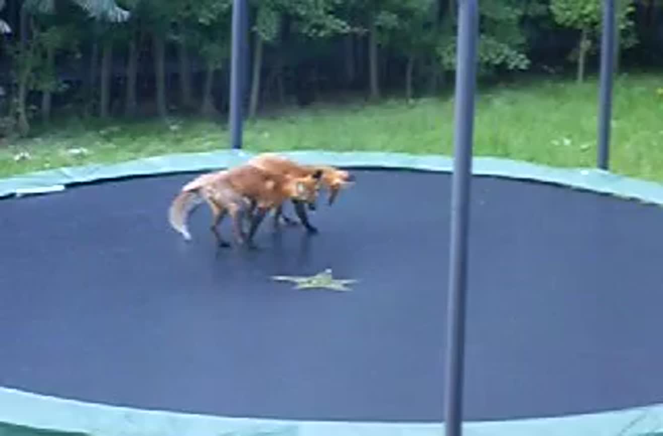 Foxes jump on a trampoline.