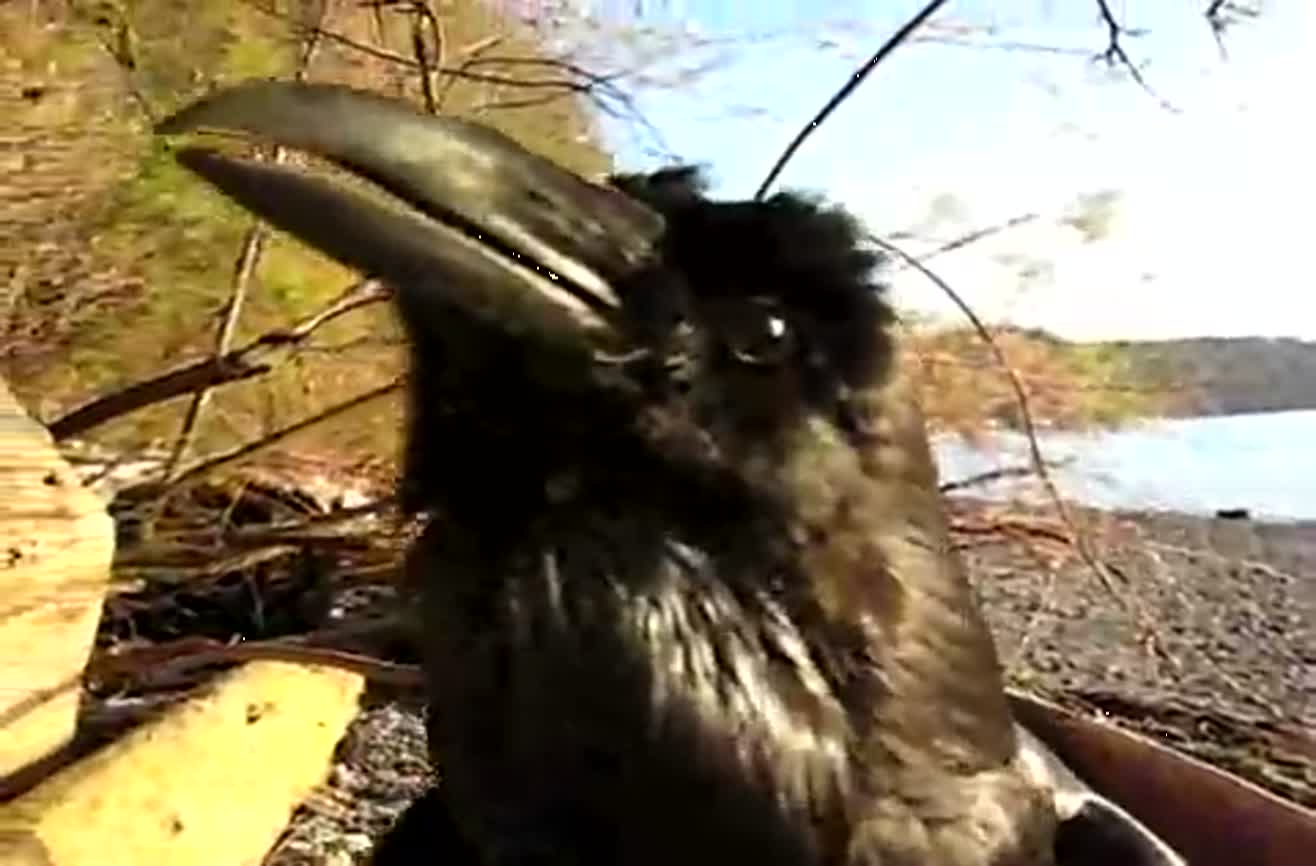 Did you know ravens can speak and sound quite creepy when doing so?
