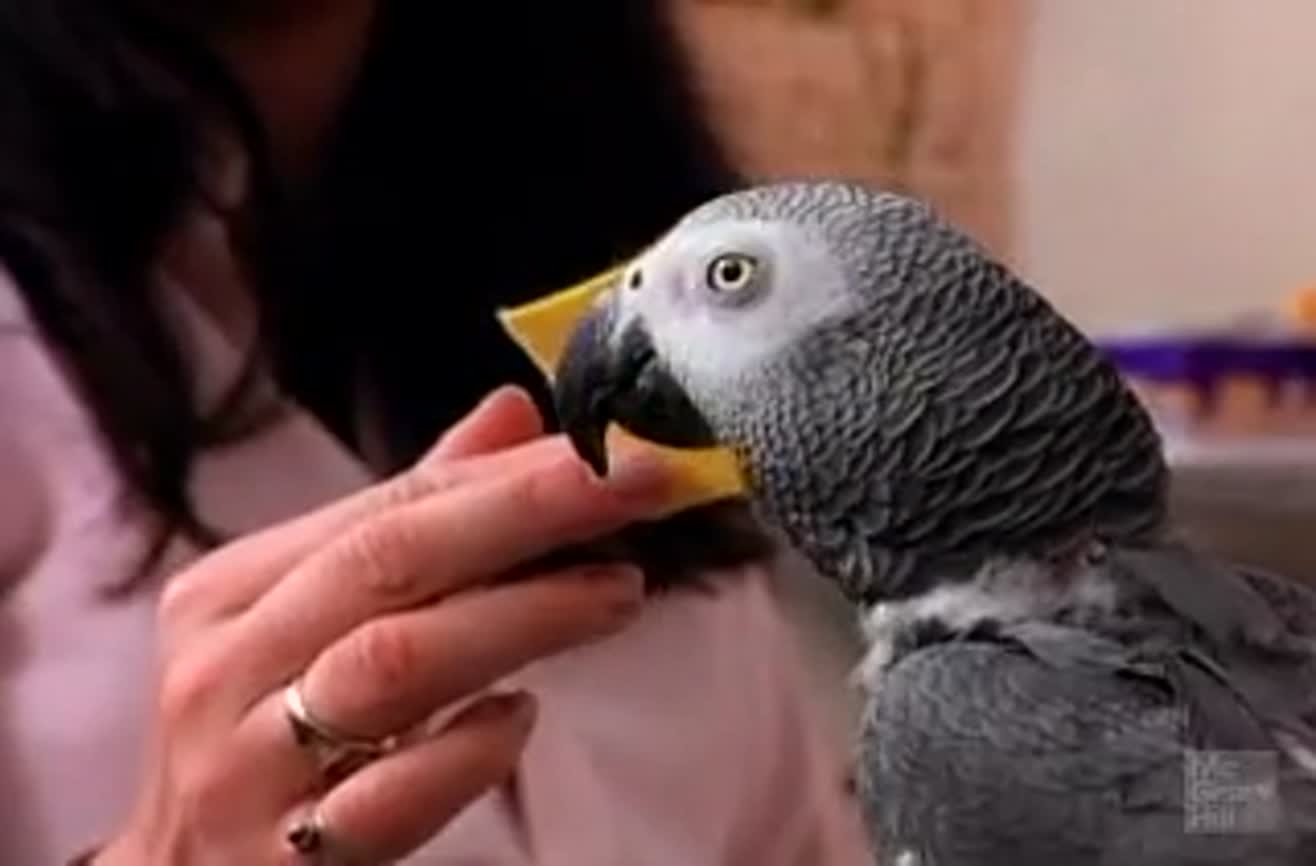 Alex the talking parrot.