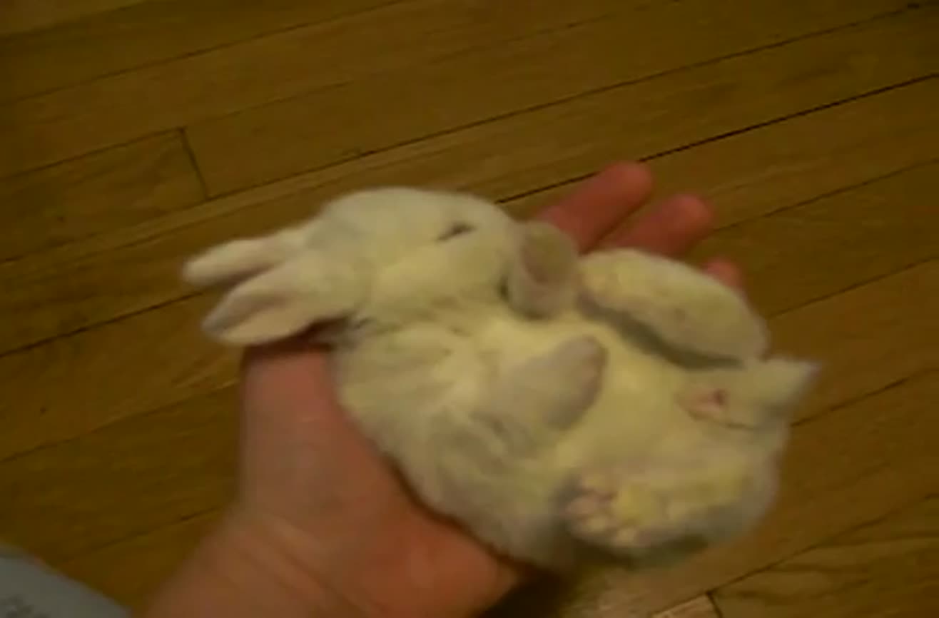 Cute bunny fits in hand.