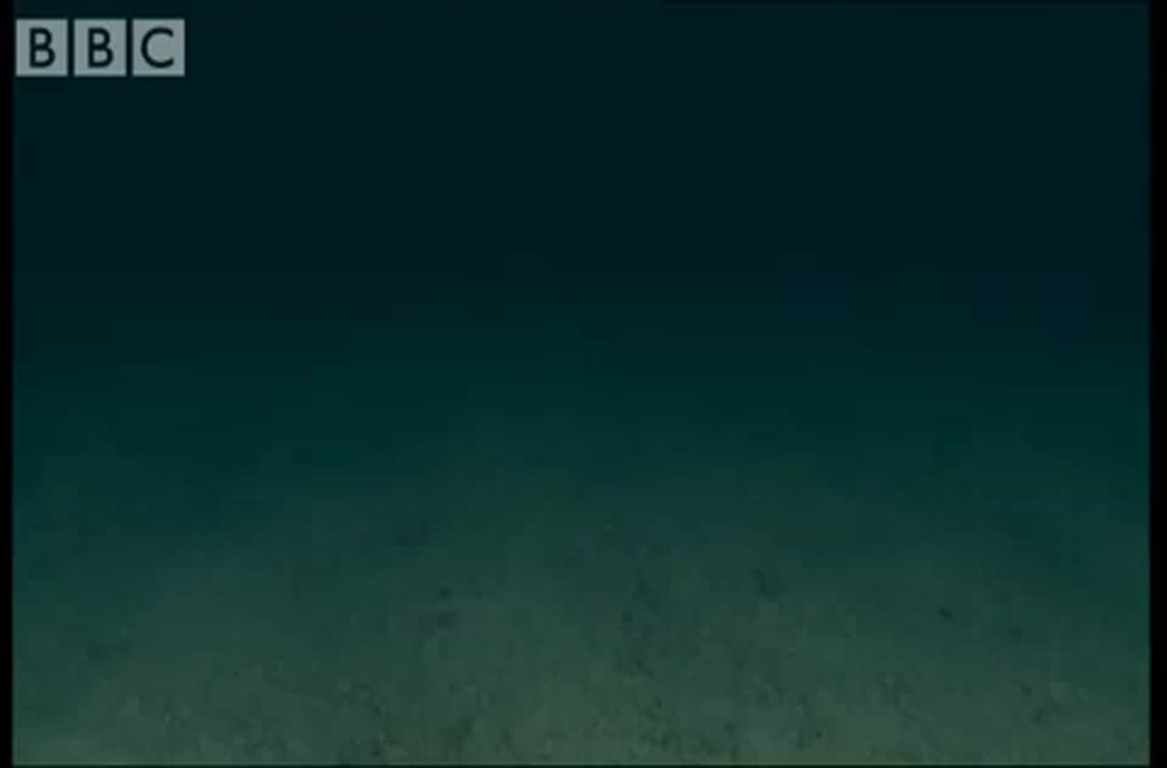 Freakiest fish, ever.