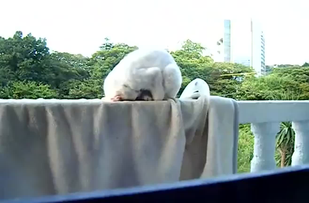Weird cat sleeps with head facing downward. Weird cat sleeps with head facing downward.