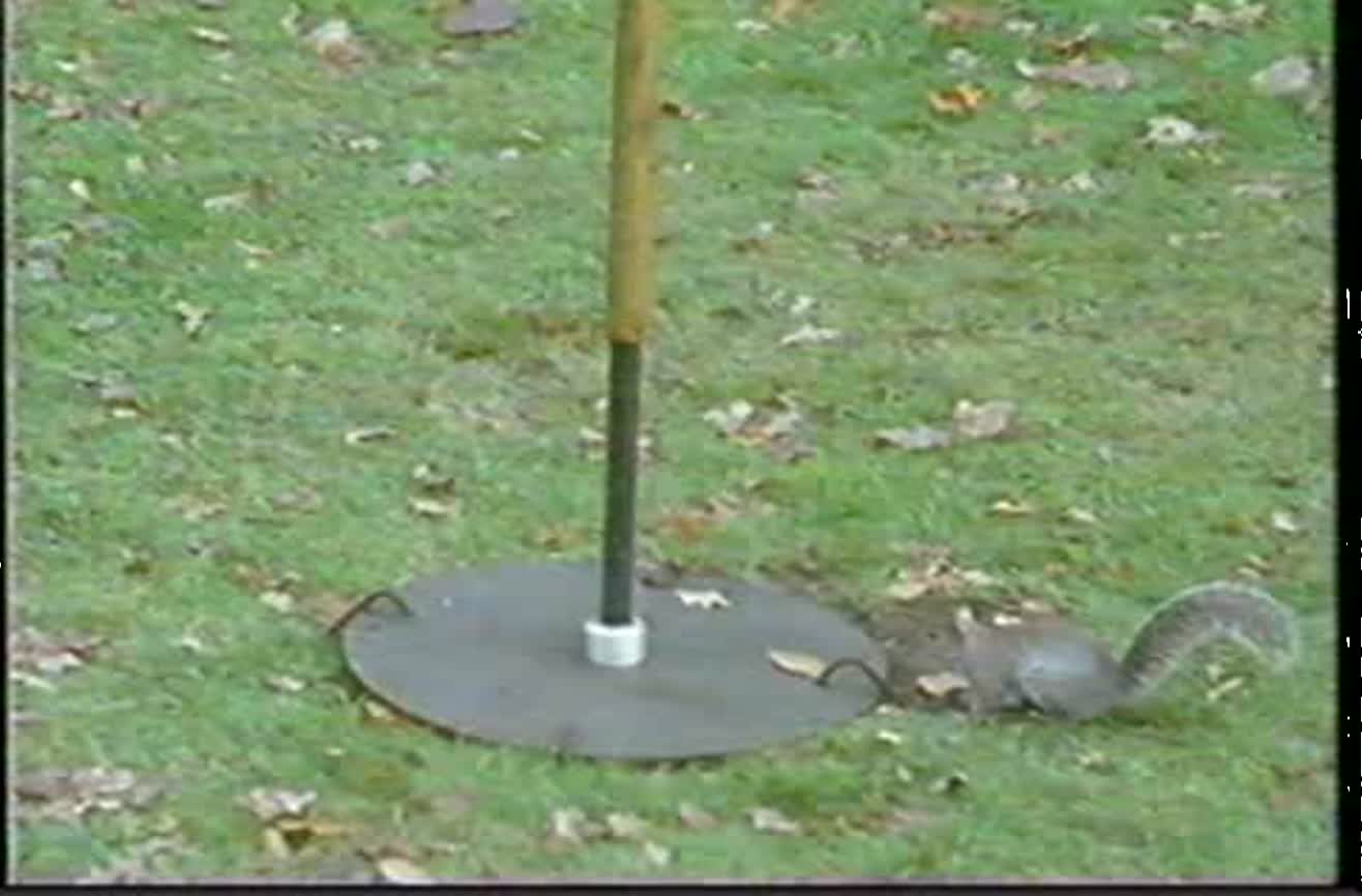 Super smart action squirrel.