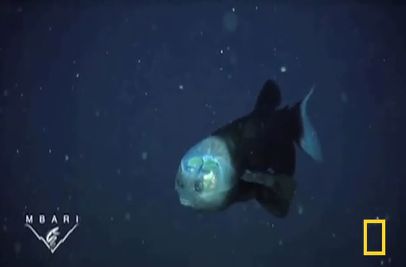 Transparent head fish.