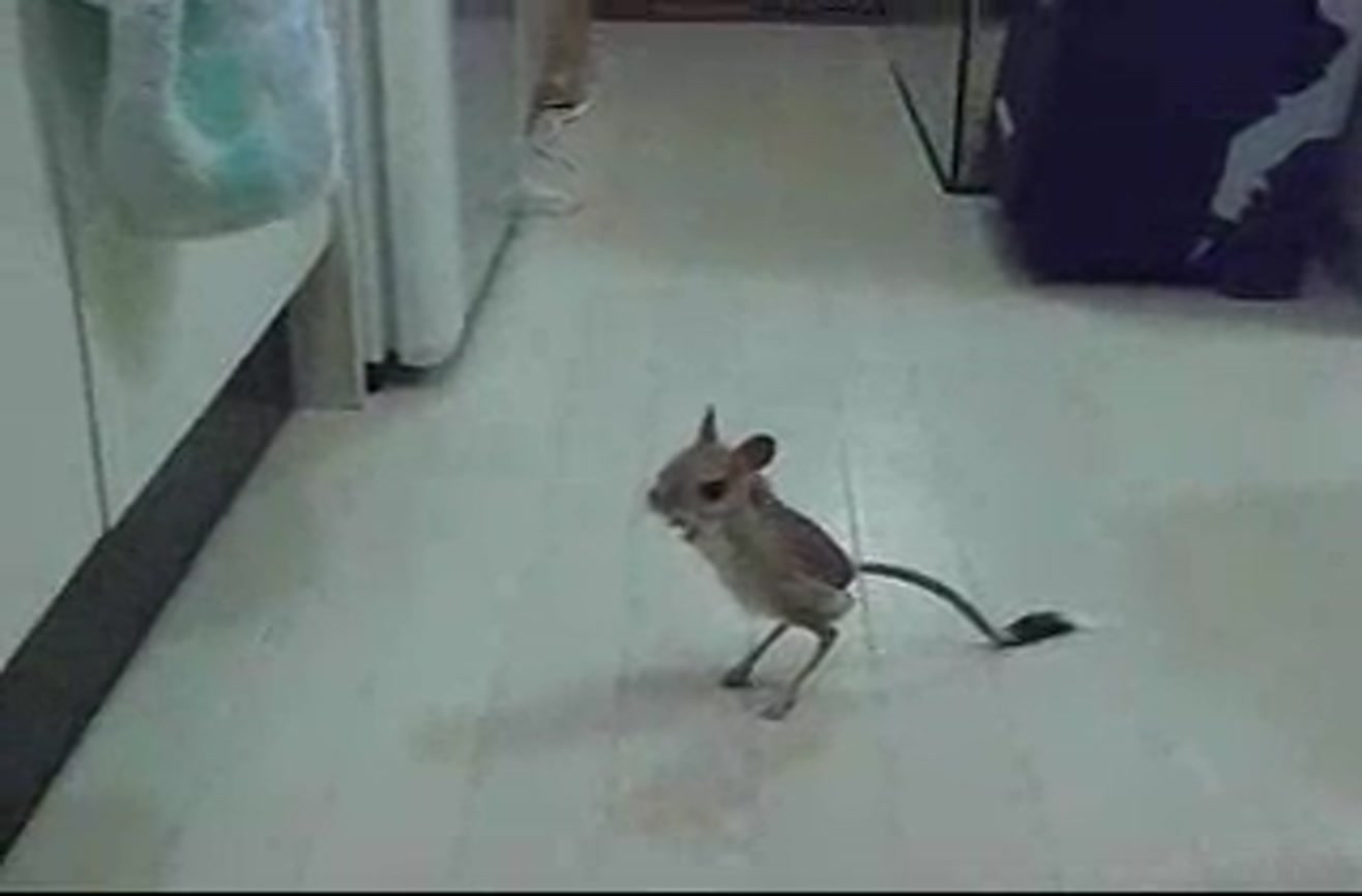 Strange animal: Greater Egyptian Jerboa.