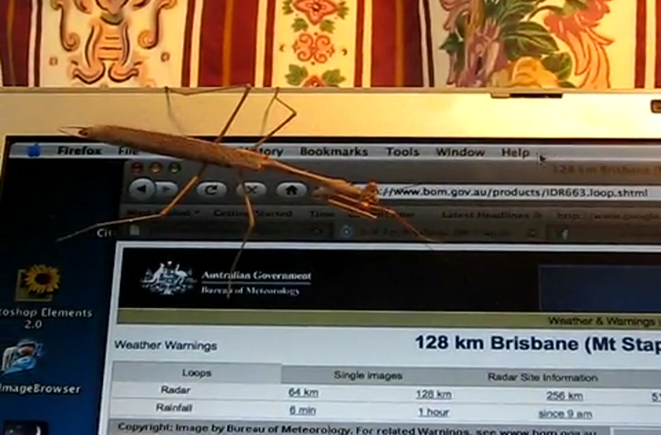 Praying mantis tries to catch mouse pointer.