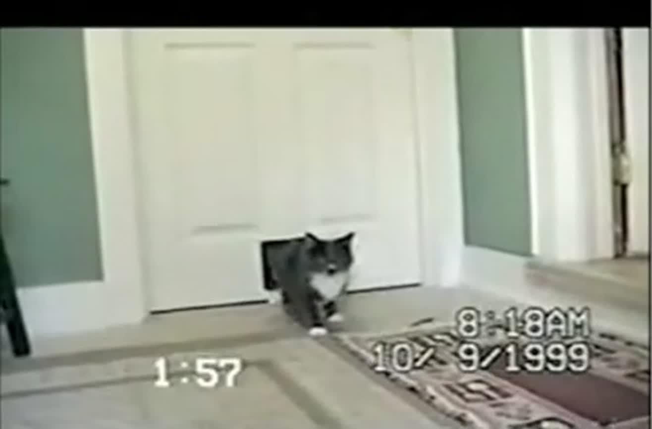 Wild deer enters home.