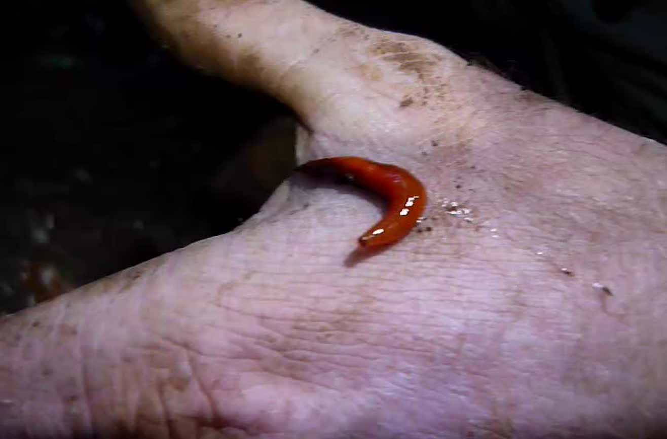 The strangest invertebrate.