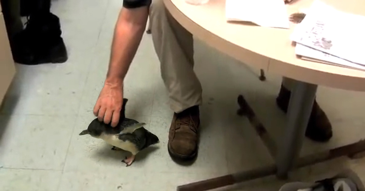 This is a penguin being tickled.