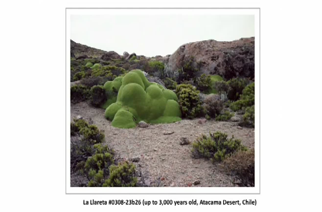 The world's oldest living things.