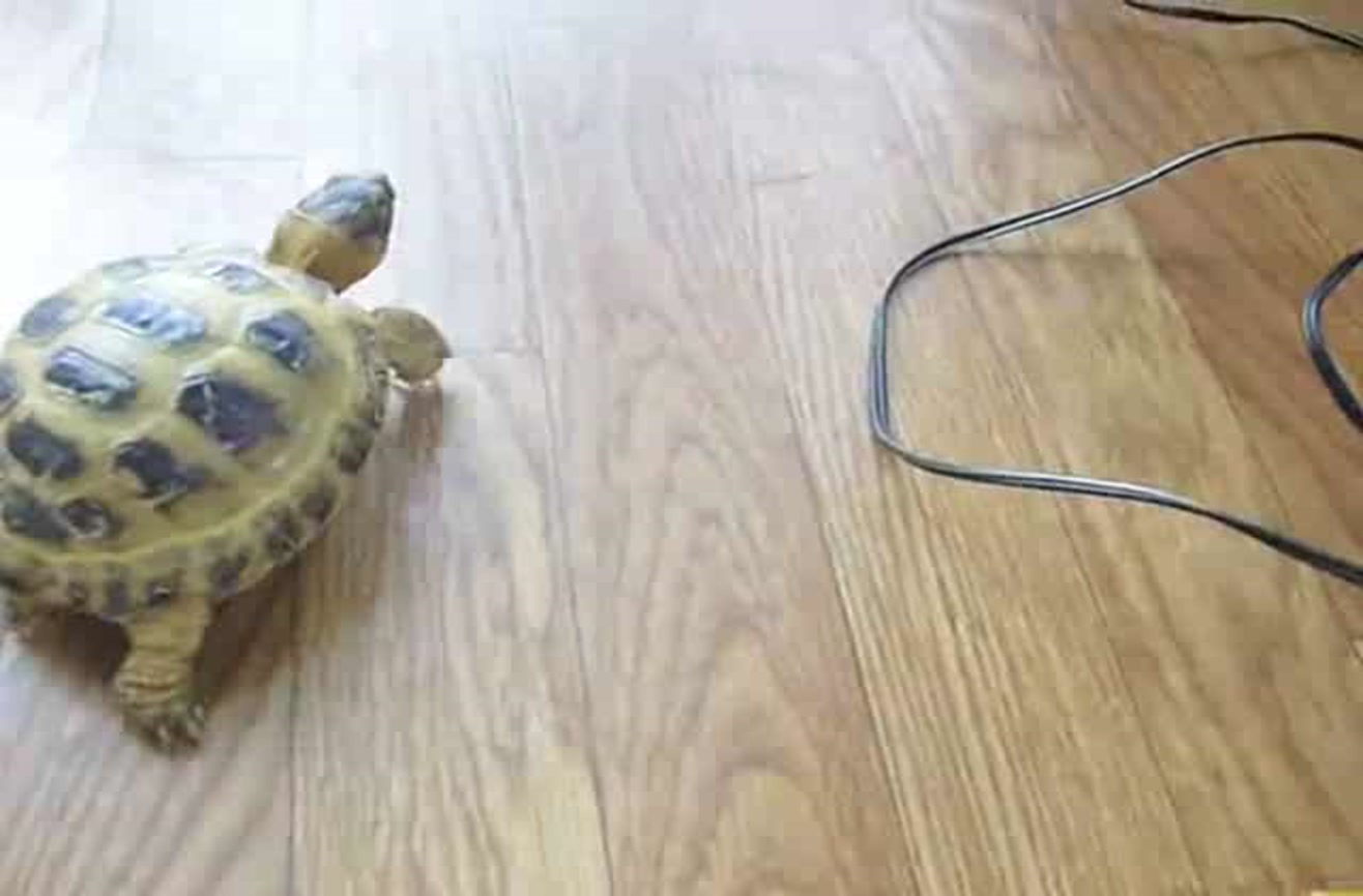 Tortoise chases a tomato.