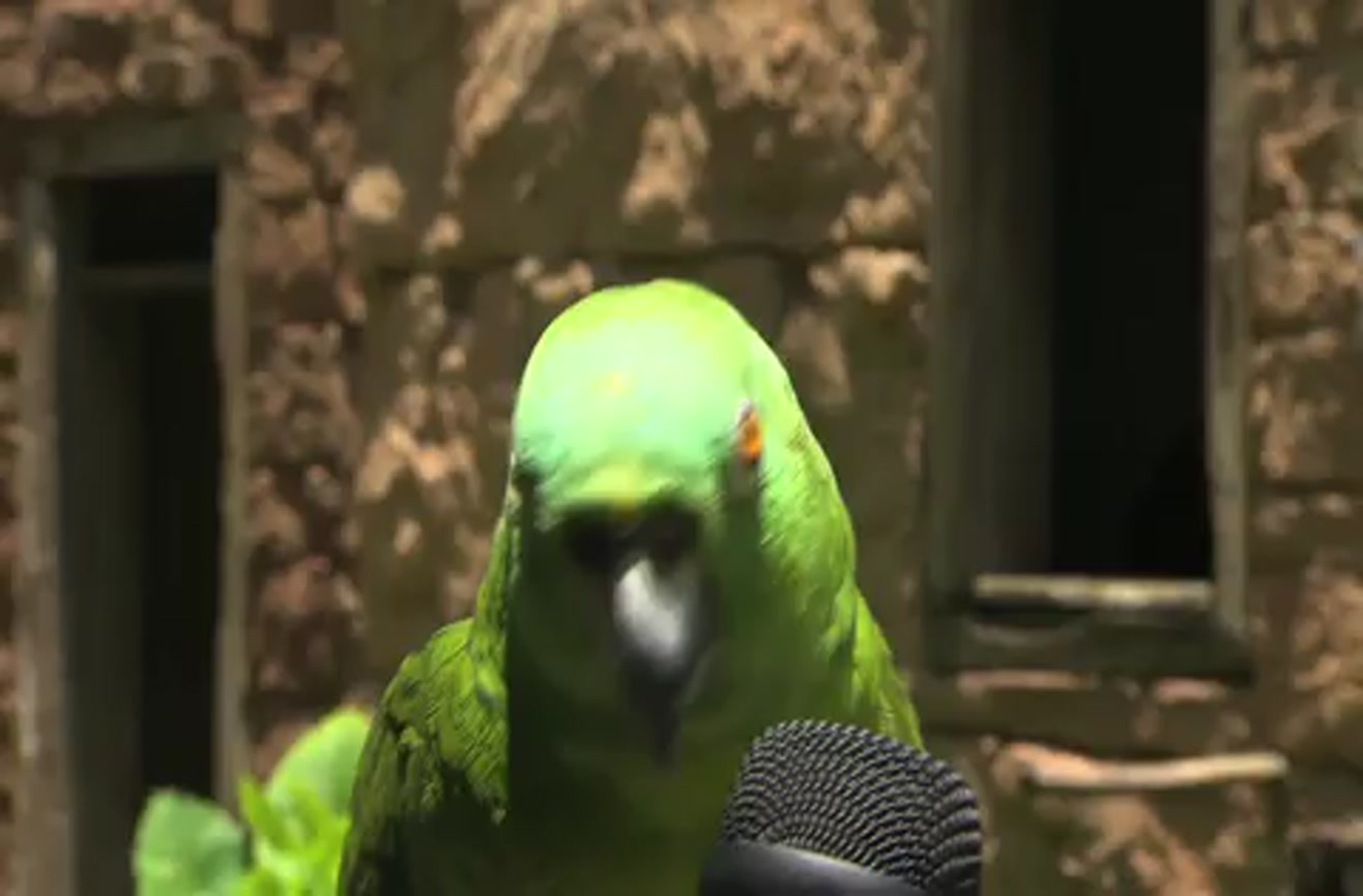 Parrot sings seven songs.