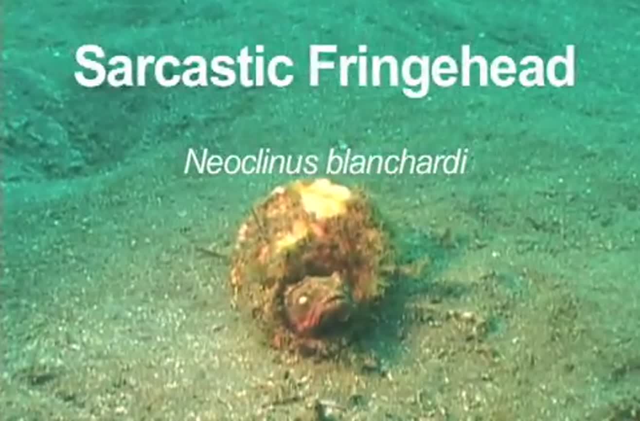 The Sarcastic Fringehead fish is pretty cool.