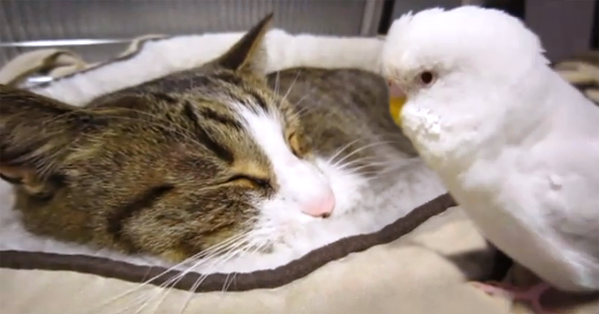 Cat vs. Singing bird.