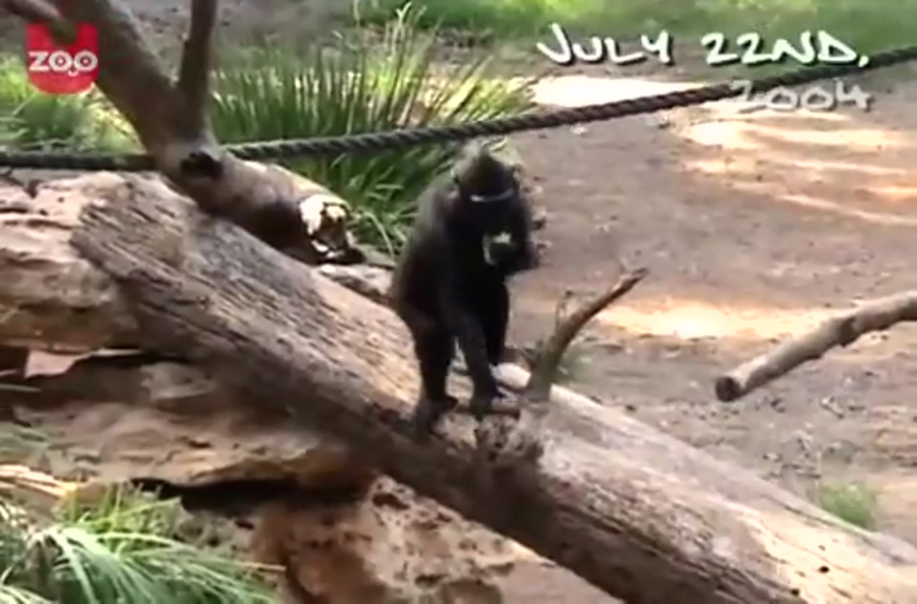 Five-year-old monkey astonishes zoo by walking upright.