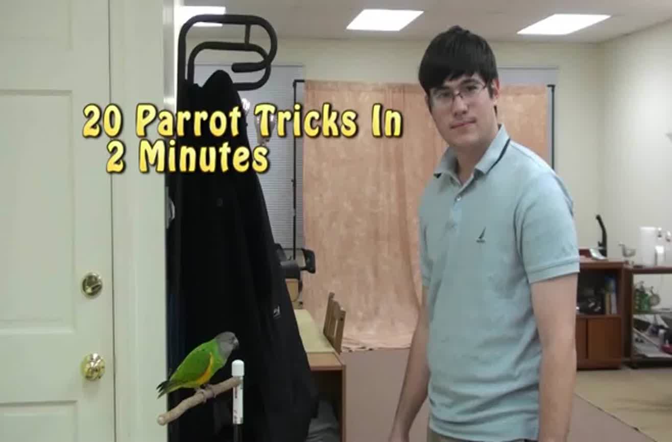Parrot does 20 tricks in two minutes.