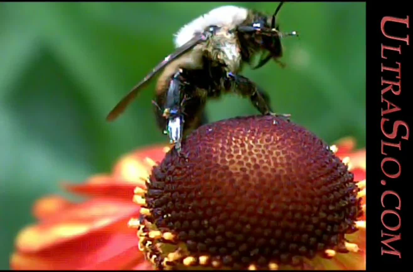 Bee takes flight in ultra-slow motion.