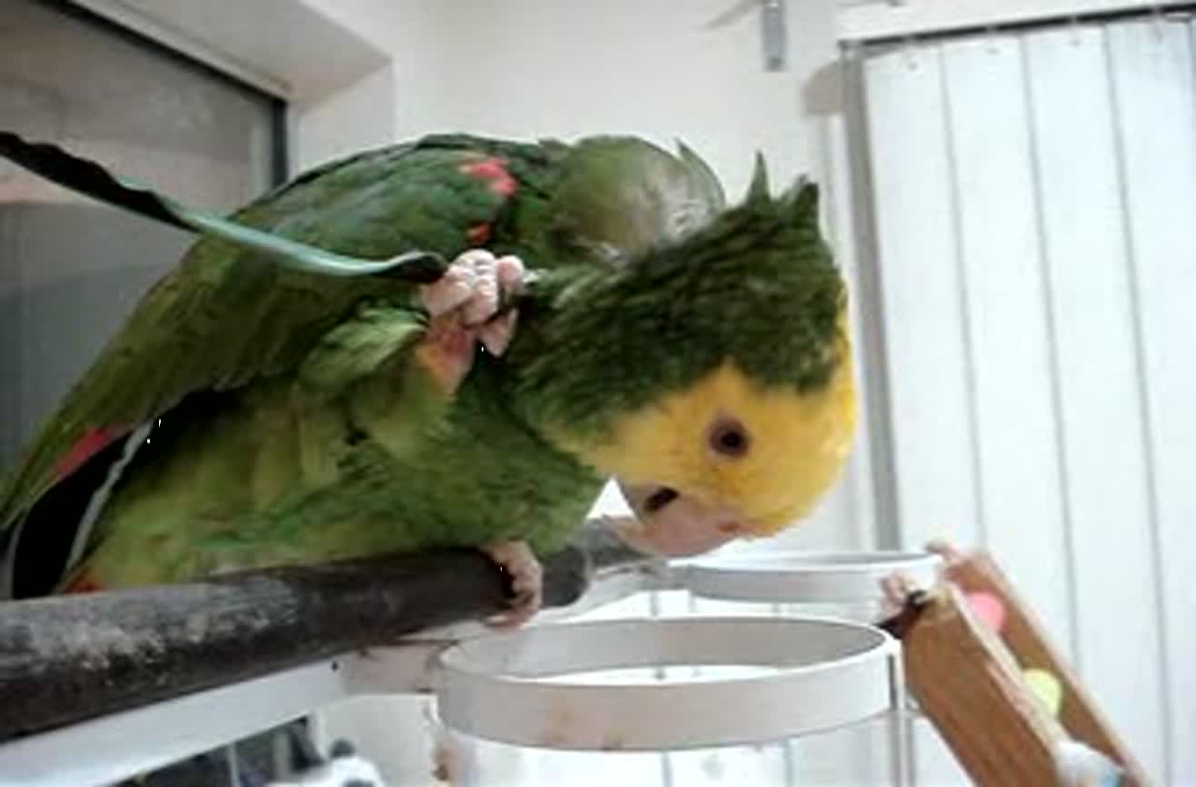 Parrot learns to use various tools.