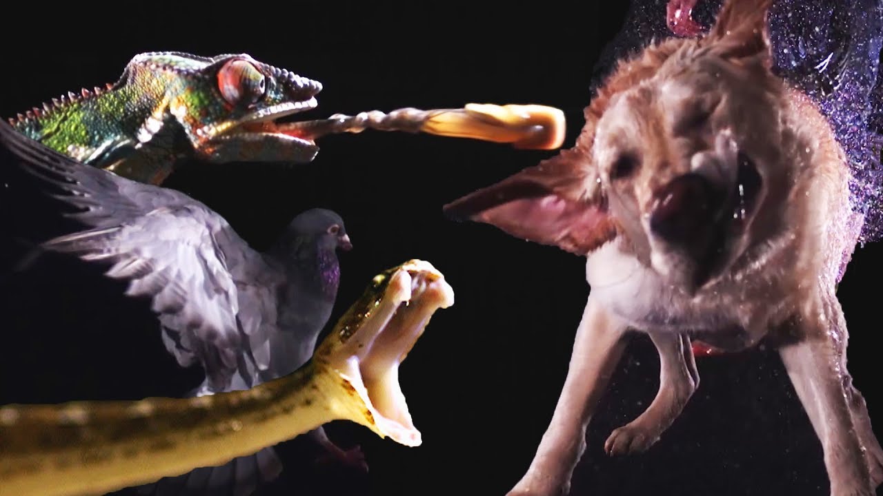 Earth Unplugged: Animals in slow motion