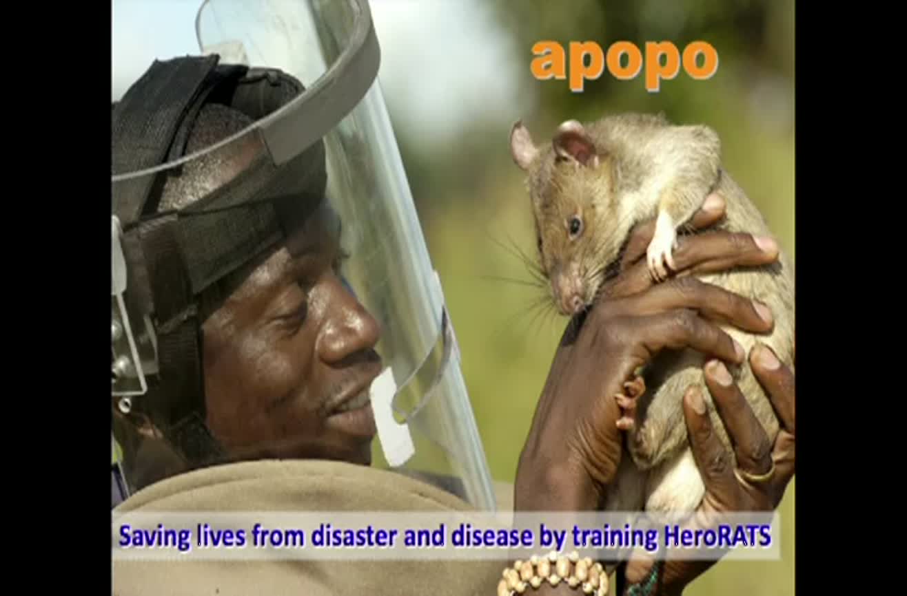 Teaching rats to sniff out land mines. Teaching rats to sniff out land mines.