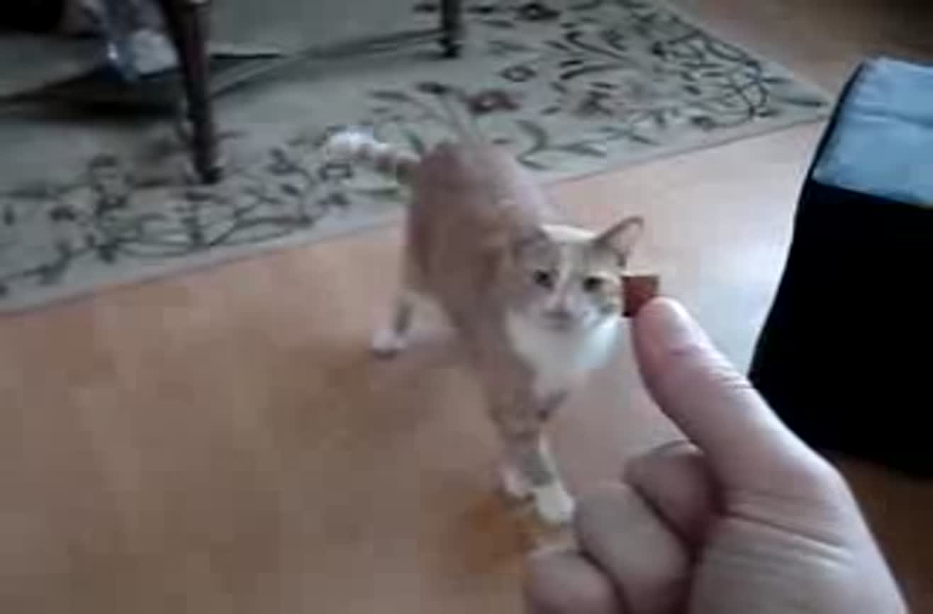 Food catching kitty.