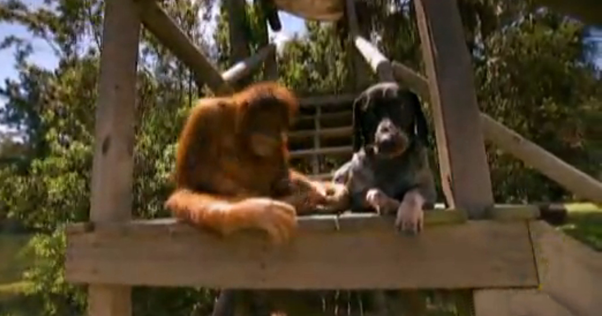 The orangutan and the hound dog.