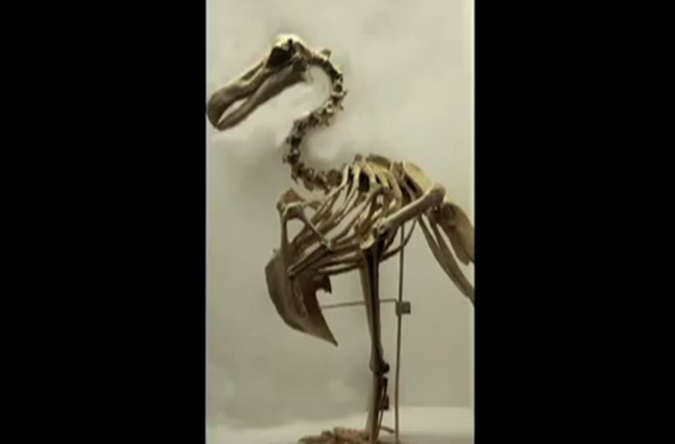 The hunt for the dodo bird.