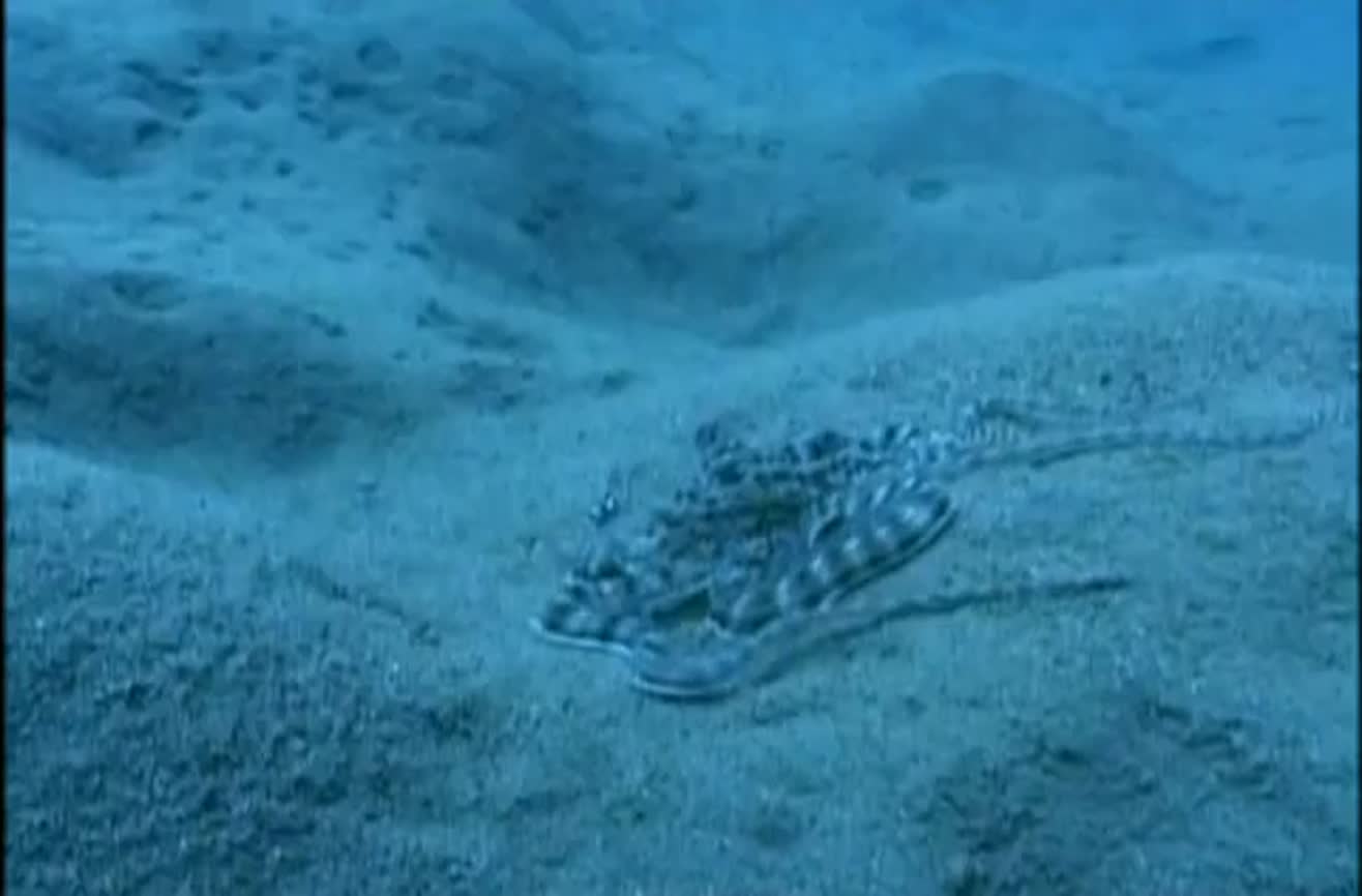 Mimic octopus.