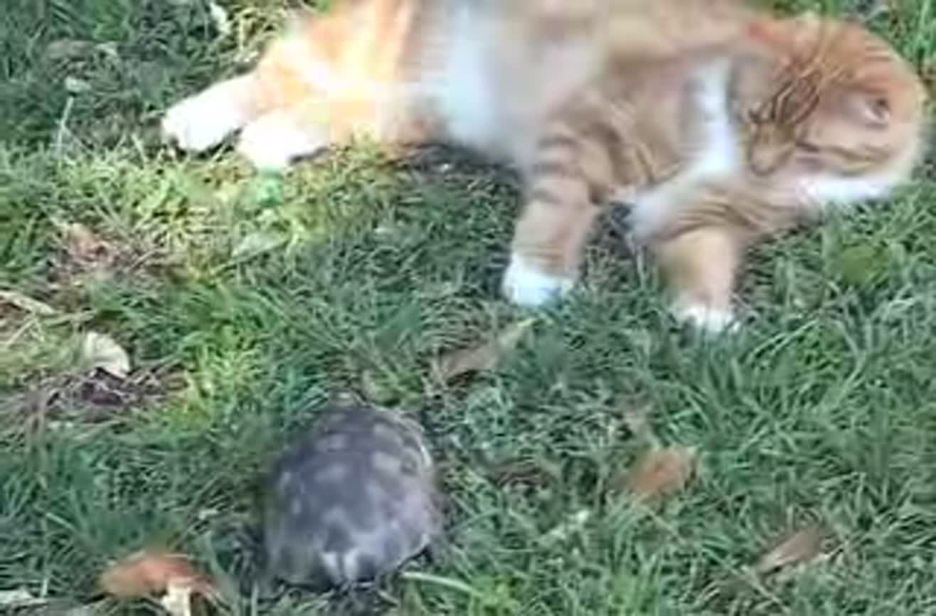 Turtle vs. Kitty.