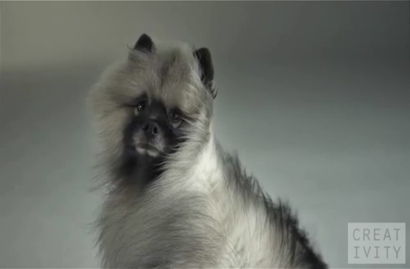 Slow motion dogs catching treats.