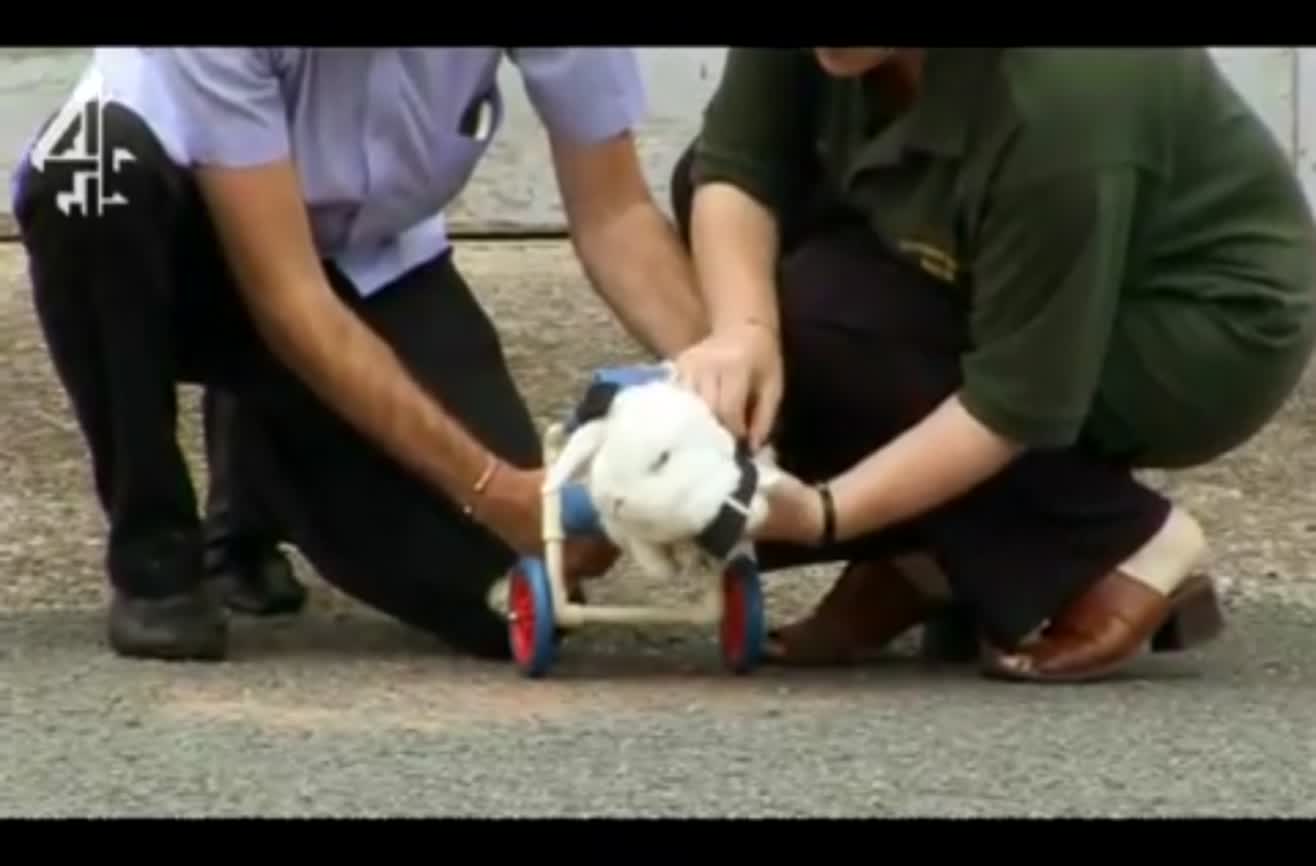 Bunny rabbit gets a second chance with a custom-built wheelchair.