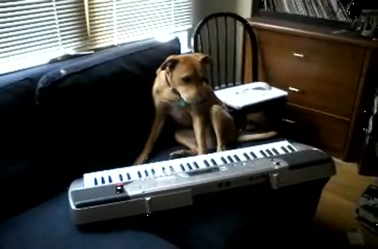 World's only piano-playing dog.