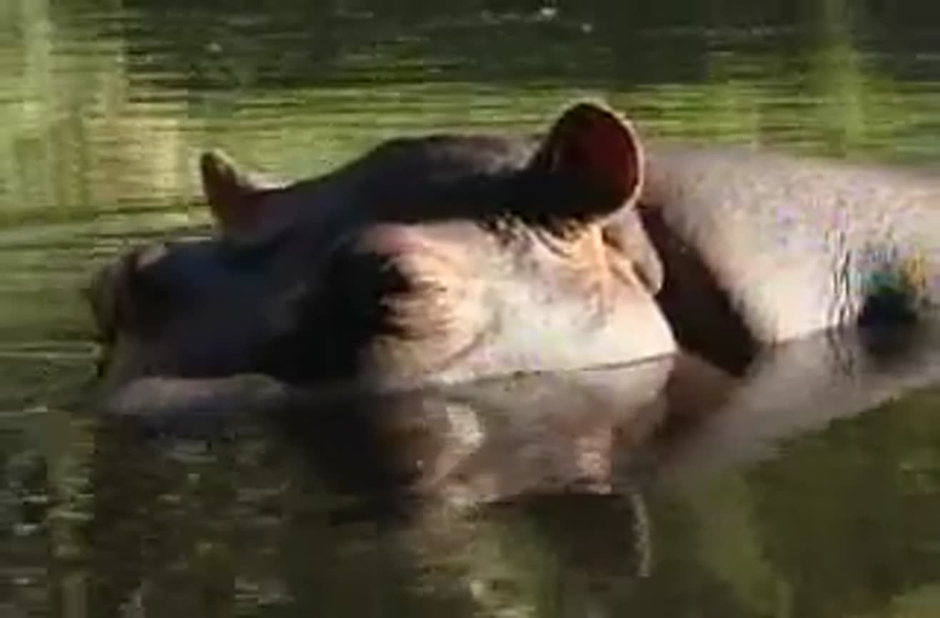 Hippo that lives in a house.
